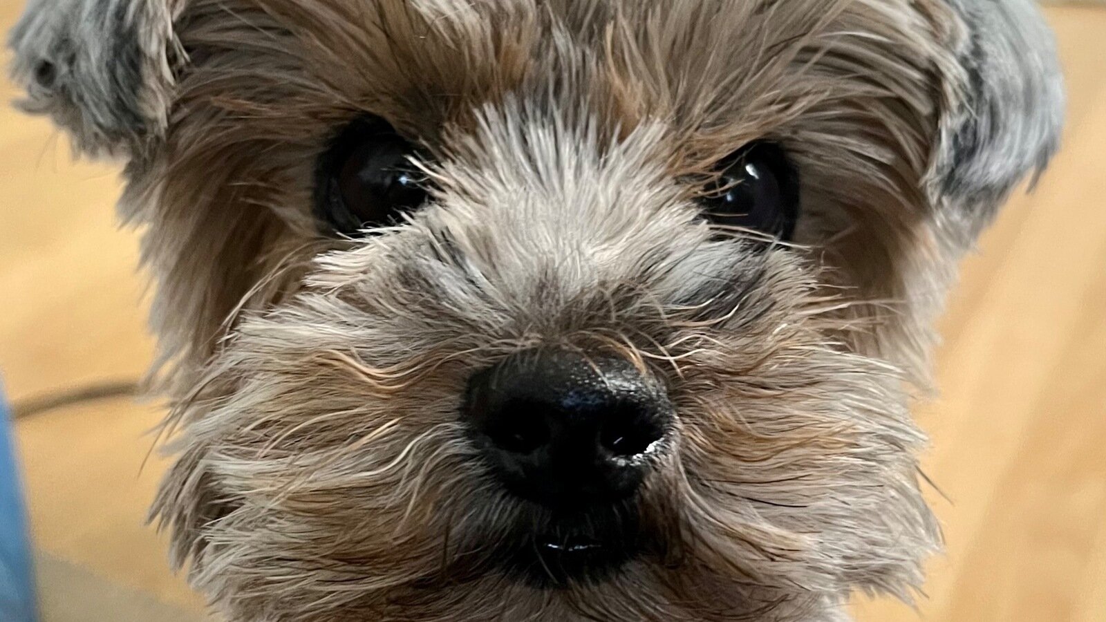 Petition · Urge SF SPCA to Fully Disclose All Known Medical Info to ...