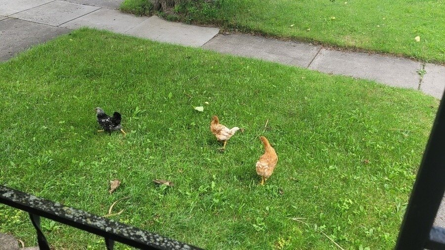 Petition · Too Many Chickens and Goats roaming the streets of Buffalo ...