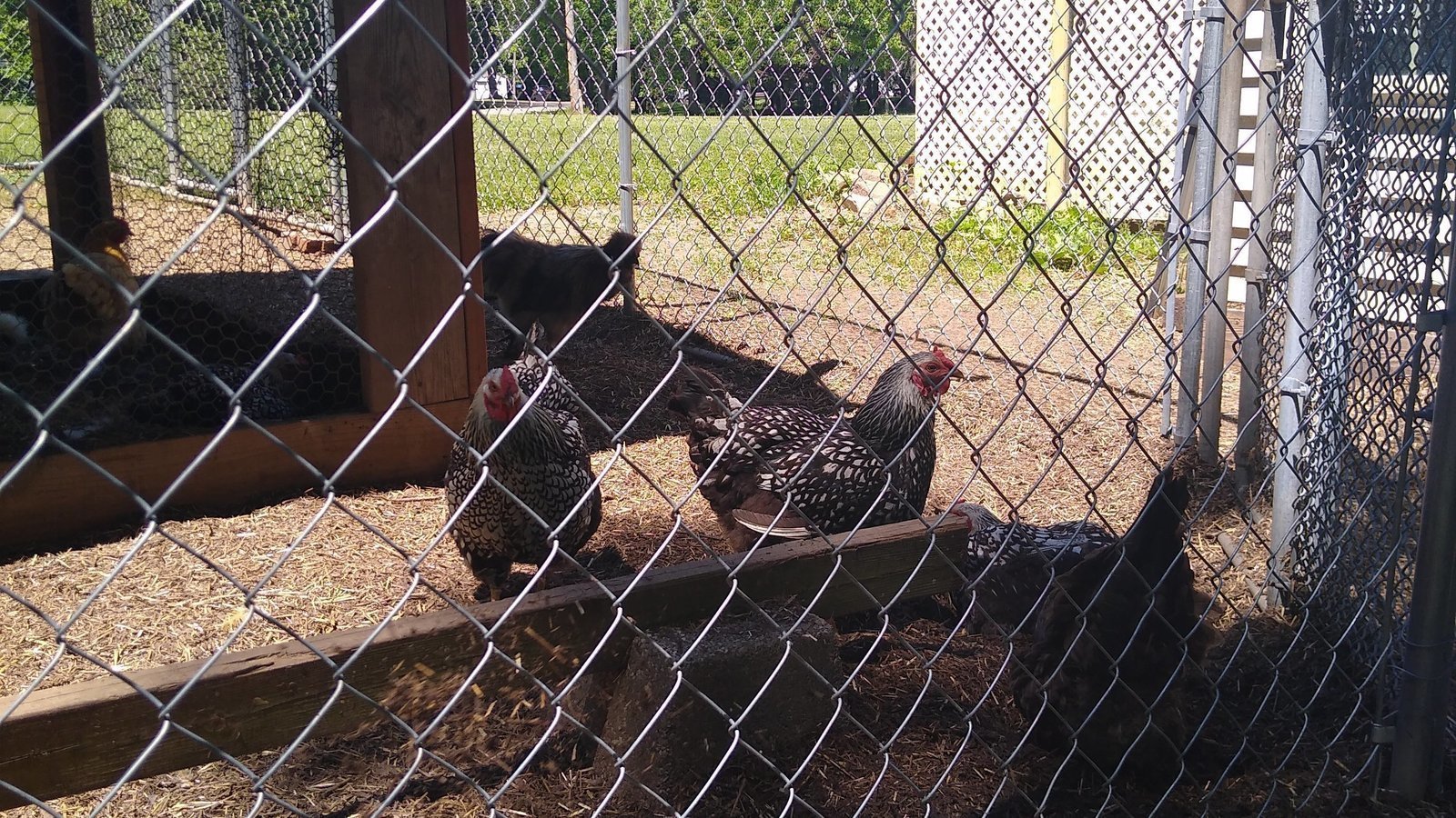 Petition · Save Our Chickens - United States · Change.org
