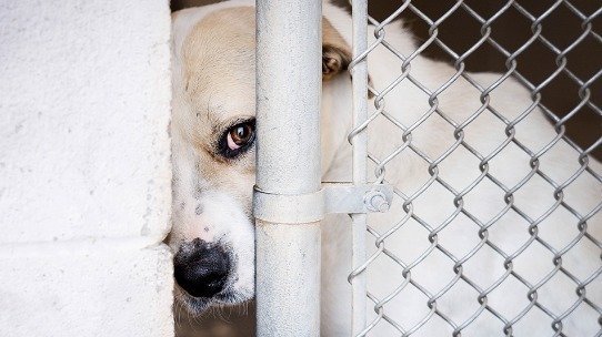 Petition · Help stop the unnecessary euthanization of animals. - United ...