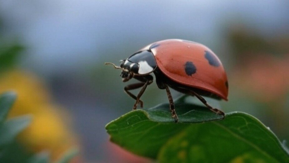 Petition · Adjust the Terminology for Male Ladybugs to Reflect Their ...