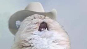 Petition · Private invite only sessions RDR2 - United States · Change.org