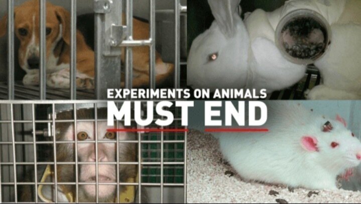 Petition · End All Forms of Animal Testing and Cruelty Globally ...