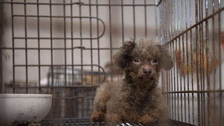 Petition · ONTARIO GOVERNMENT: ENOUGH IS ENOUGH OF UNETHICAL DOG ...