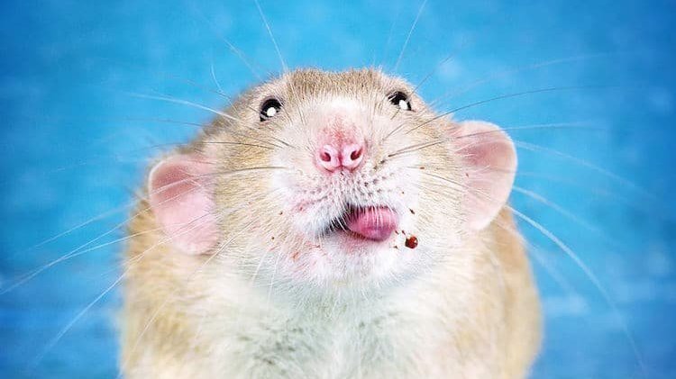 Petition · Stop Inhumane Pest Control - United States · Change.org