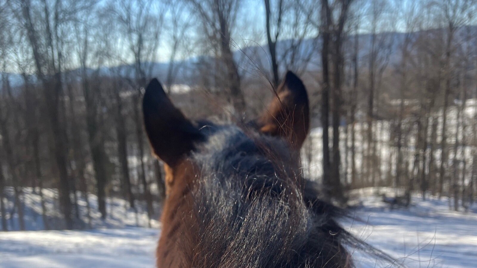 Petition · Reinstitution of Horse Trails at Biscuit Run Park, Albemarle ...