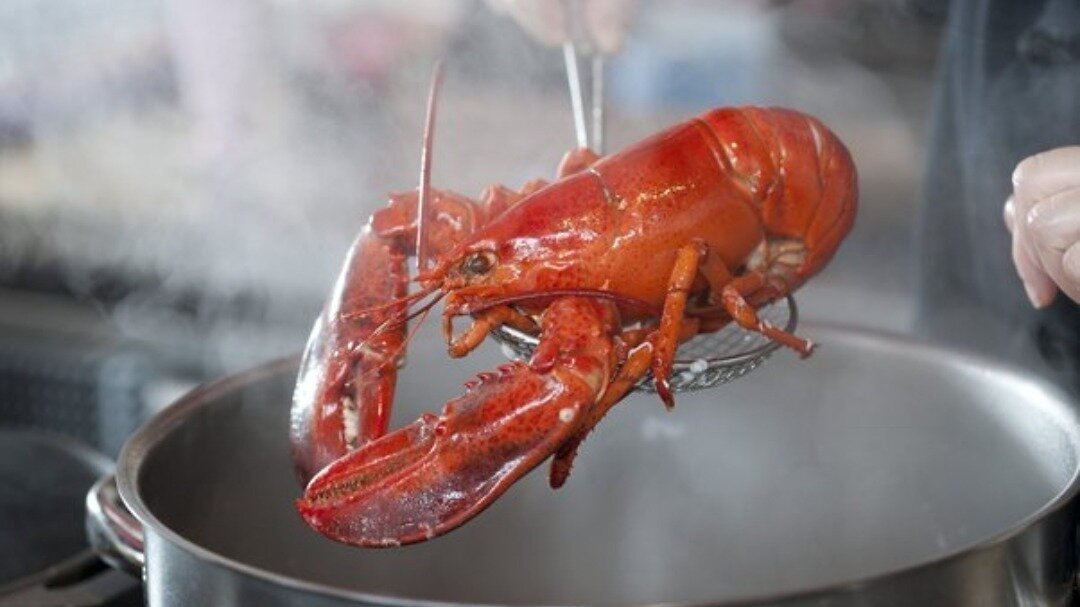 Petition · Require Humane Killing of Crustaceans (Lobsters, Crabs ...