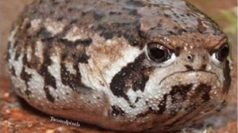 Petition · Make my computers teacher Mr. Edwards make angry toad his ...