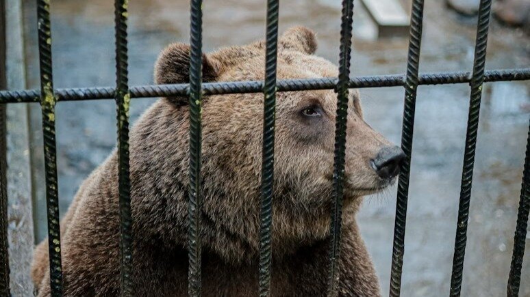 Petition · Shut Down Tregembo Animal Park and Rescue the Animals ...