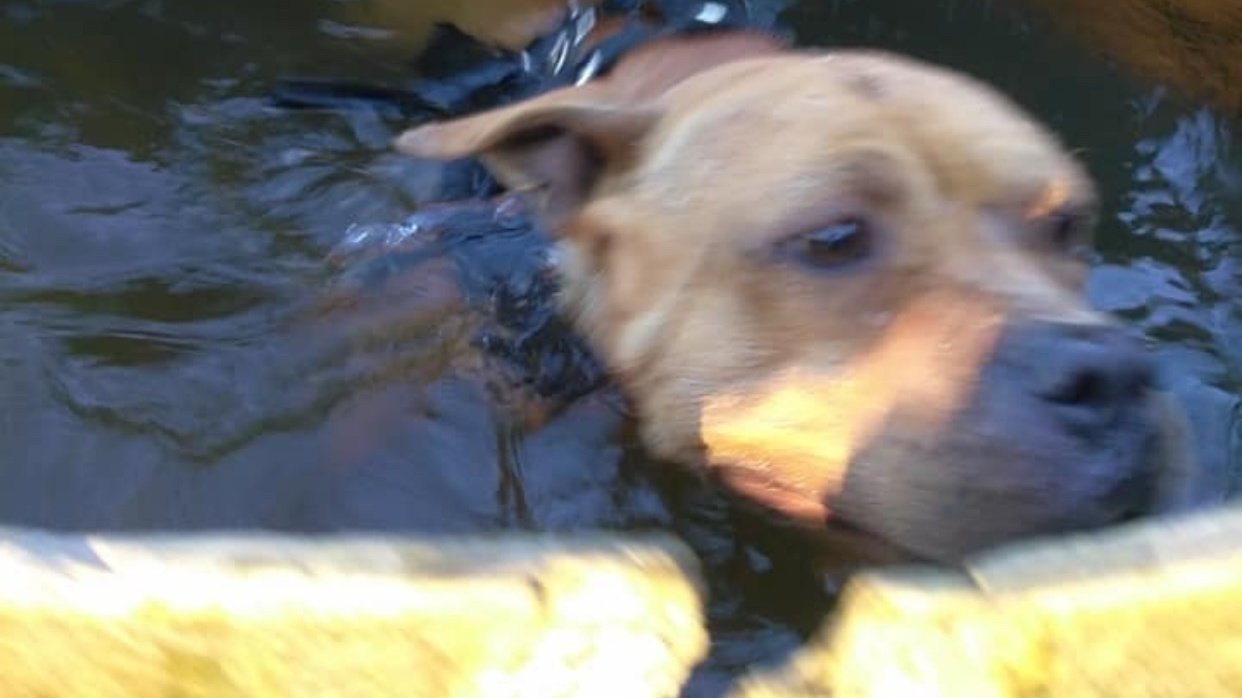 Petition · STOP ABUSIVE DOG FIGHTING RING IN DALLAS - United States ...