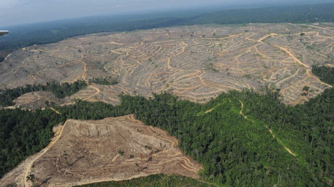 Petition · STOP PALM OIL PRODUCTION AND DEFORESTATION ON JAVA - United ...