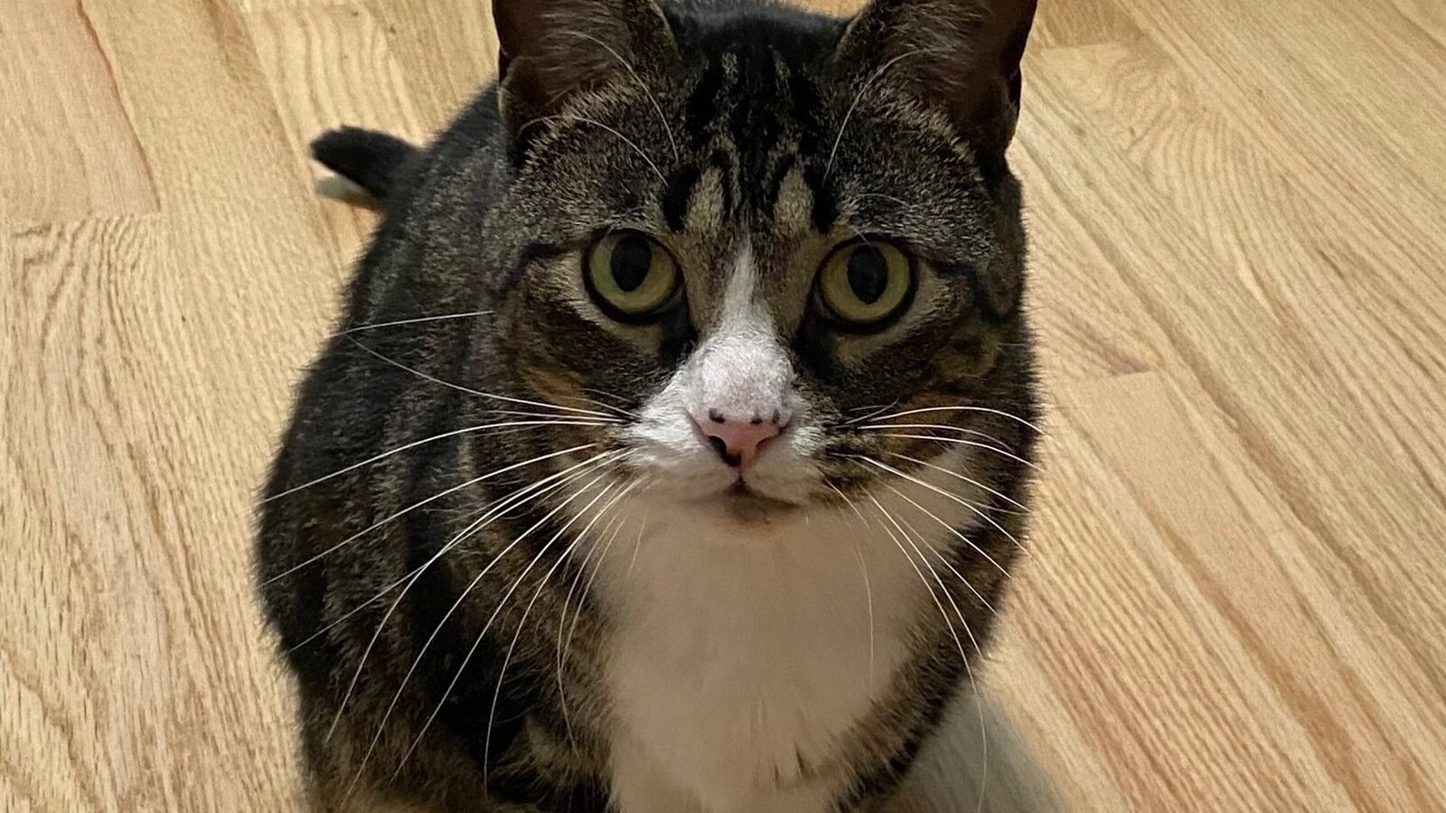 Petition · Free Bean, the confined Indoor Cat - United States · Change.org