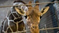 Petition · End the Practice of Killing Surplus Animals in Zoos - United ...