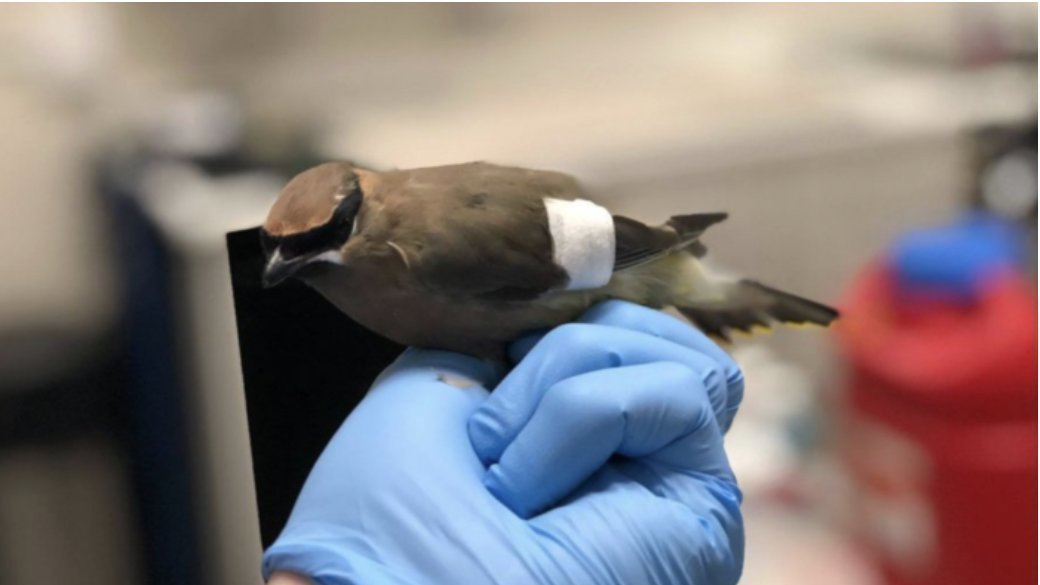 Petition · Save Animals and their Habitats - United States · Change.org