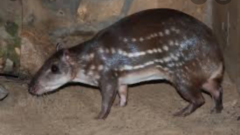 Petition · The rat deer - United States · Change.org