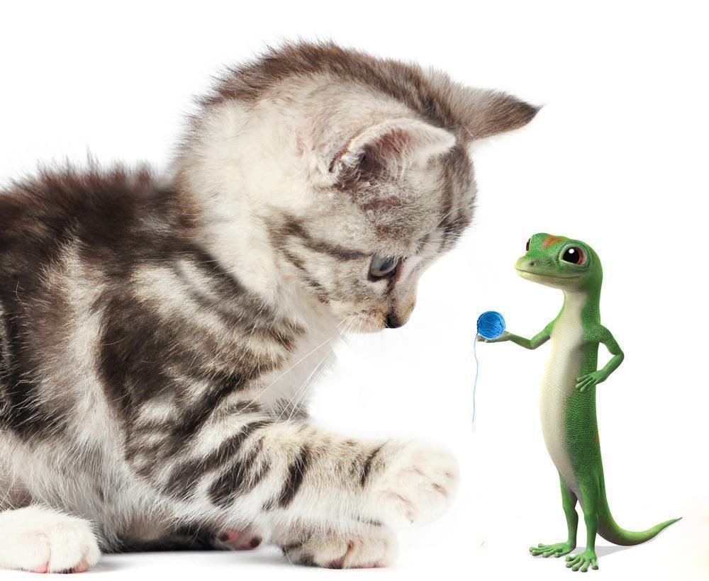 Petition · SAVE THE LIZARDS - United States · Change.org