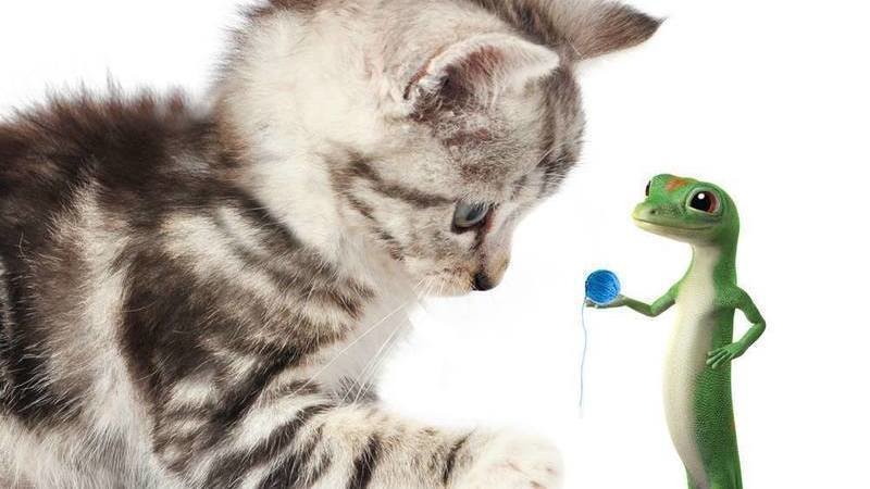 Petition · SAVE THE LIZARDS · Change.org