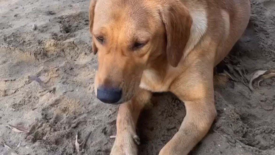 Petition · Animal rights in Cyprus - United Kingdom · Change.org