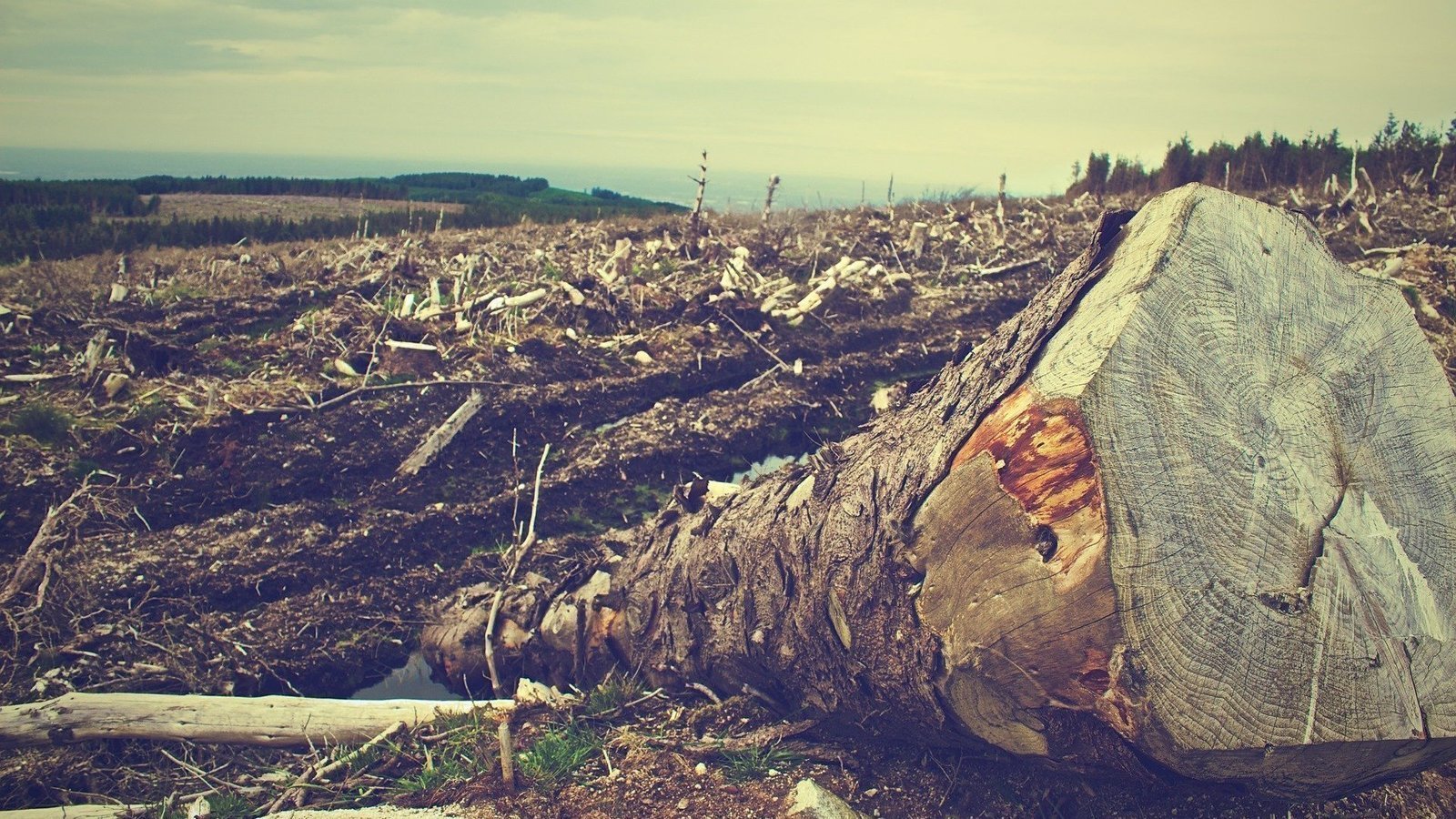 Petition · Stop the excessive logging and deforestation of the Rain ...