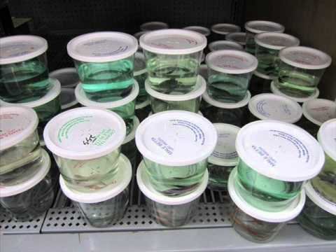 Petition · Stop betta fish abuse · Change.org