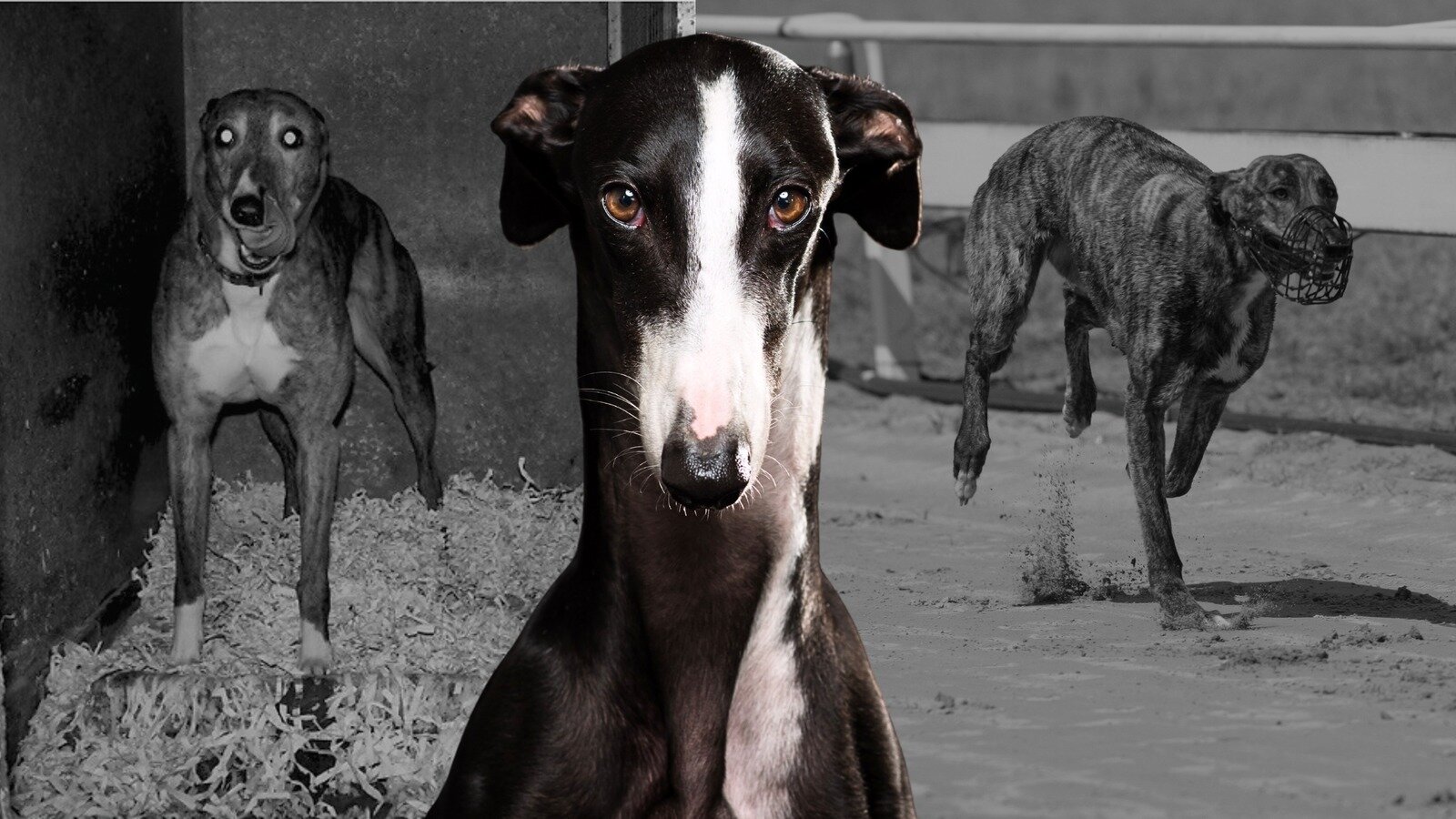 Petition · Ban Greyhound Racing For Good in 2025 - End England's ...