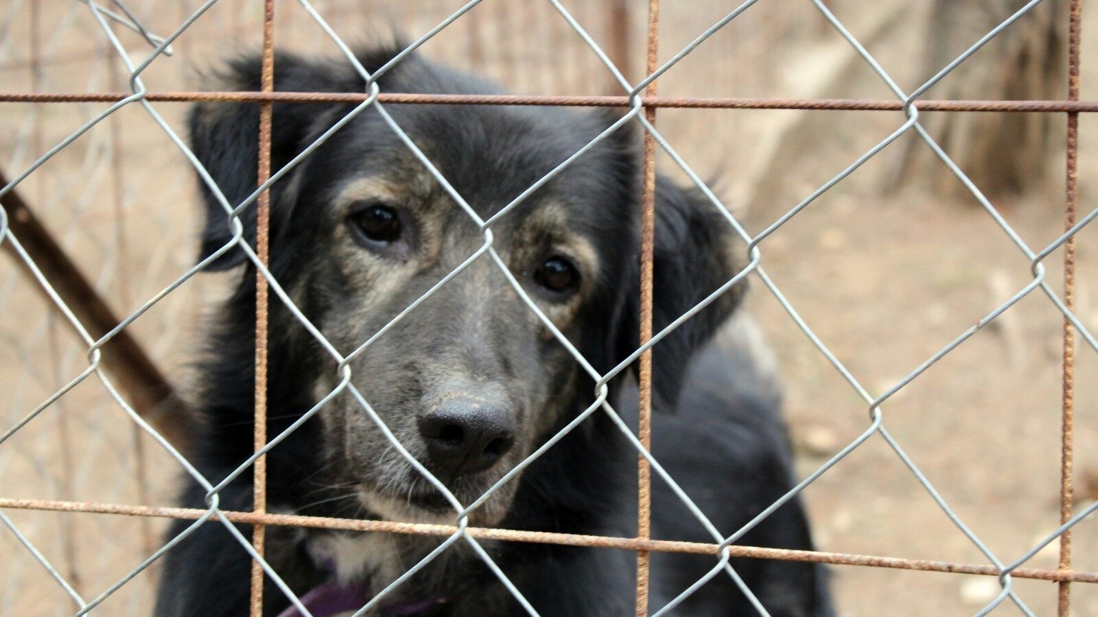 Petition · Ban Animal Kill Shelters Around The World - United States ...