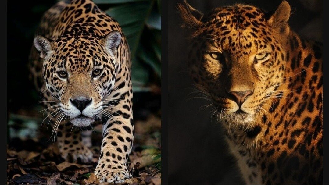 Petition · Save the Endangered Leopards: An Urgent Appeal for ...