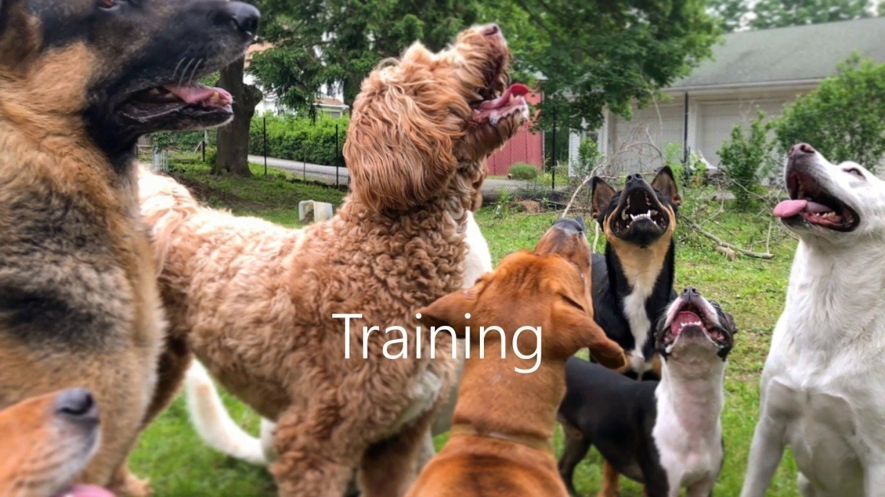 Petition · Implore State/Town Gvt: Create Distinction - Enriched Dog ...