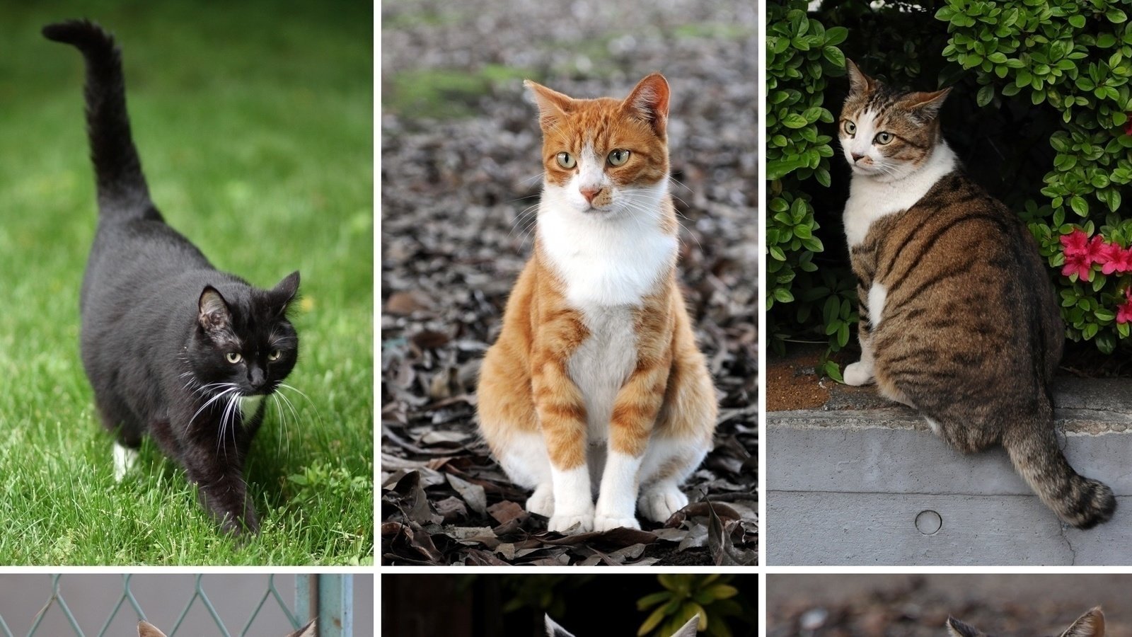 Petition · Emma needs a cat - United States · Change.org
