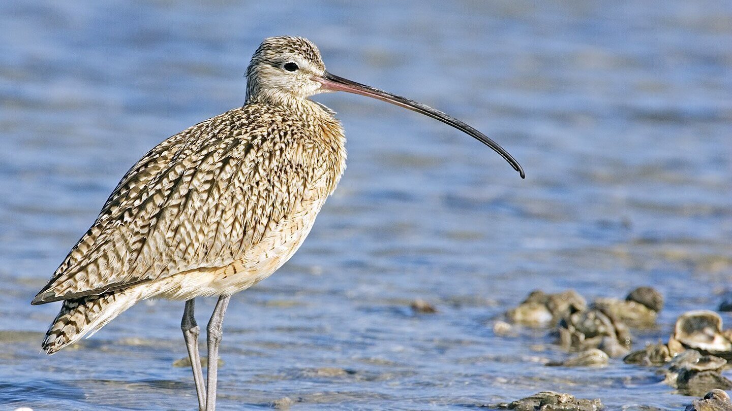 Petition · Save the Irish Curlew Population! - Ireland · Change.org
