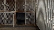 Petition · Alternatives To Euthanasia of TDCJ Dogs At Texas A&M ...