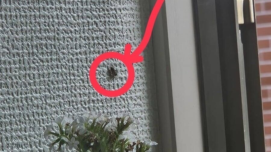 Petition · Eat the spider! - United States · Change.org