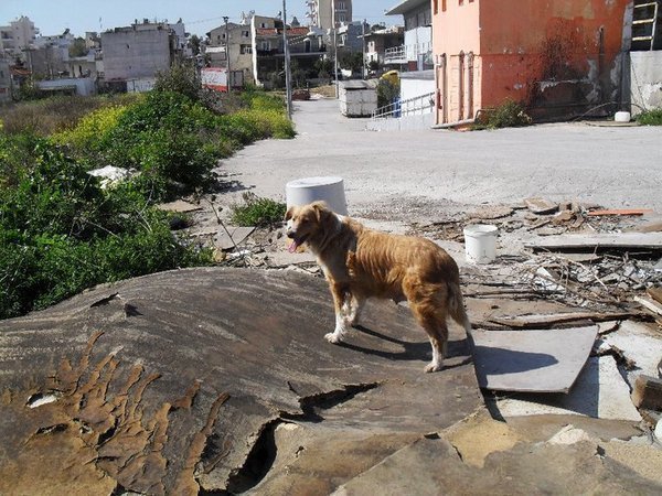 Petition · Justice for Bubu...She was burnt alive while giving birth to ...