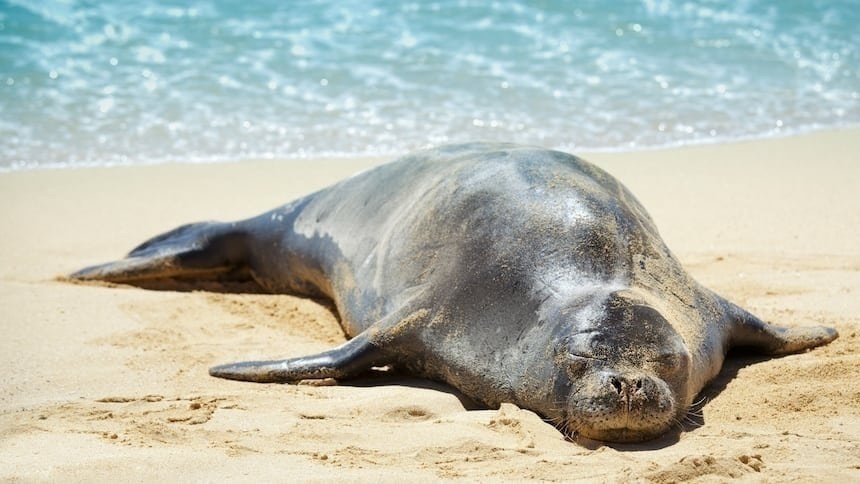 Petition · Higher guidelines on social media to restrict animal ...