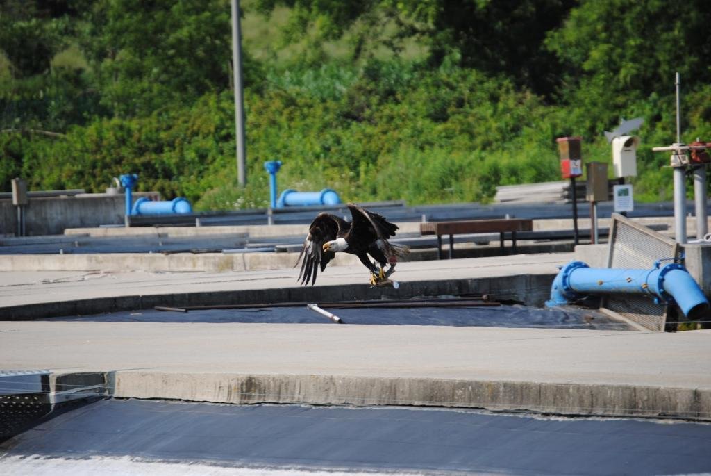 Petition · Placing speed bumps on Siewers Springs Road Bridge in ...