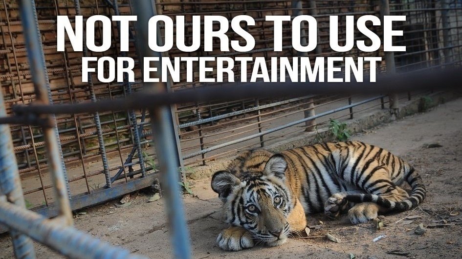 Petition · Wild animals are not pets - United Kingdom · Change.org