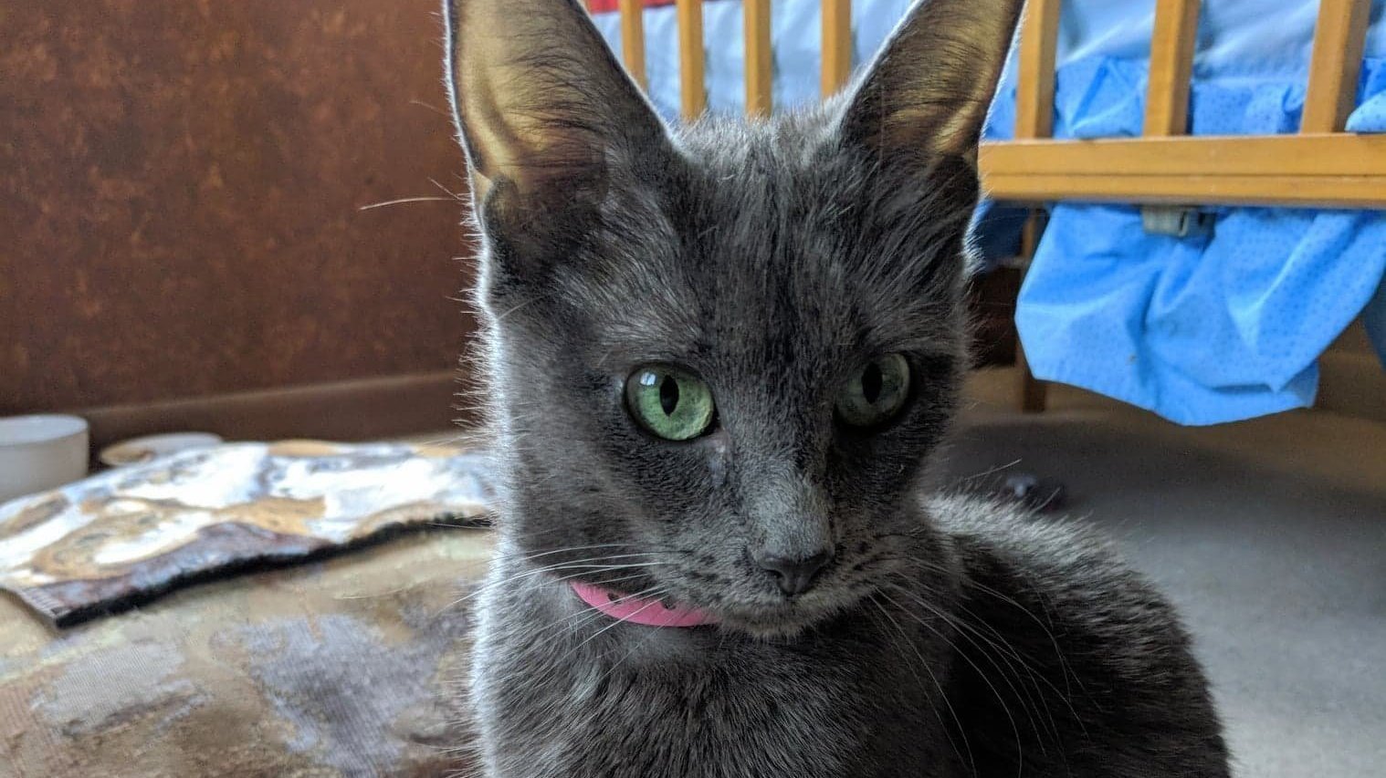 Petition · Petition to have Phoenix the cat receive 65 Grammy awards ...