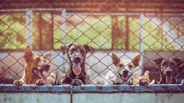 Petition · Fight For Animals Right - Philippines · Change.org
