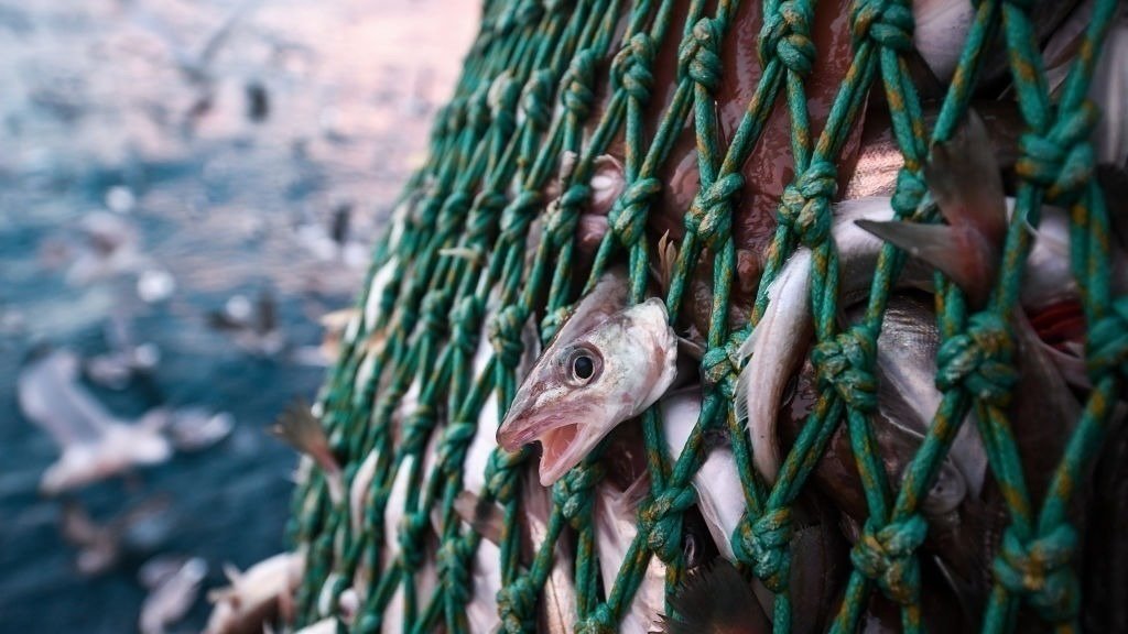 Petition · Stop Overfishing throughout MN! - United States · Change.org