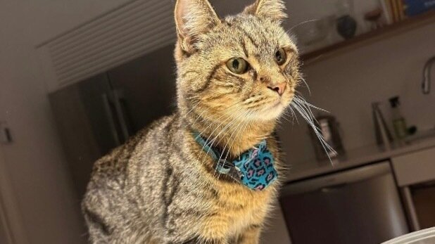 Petition · Memorial Statue for Carlton, the Beloved Cat of Saint Mary's ...