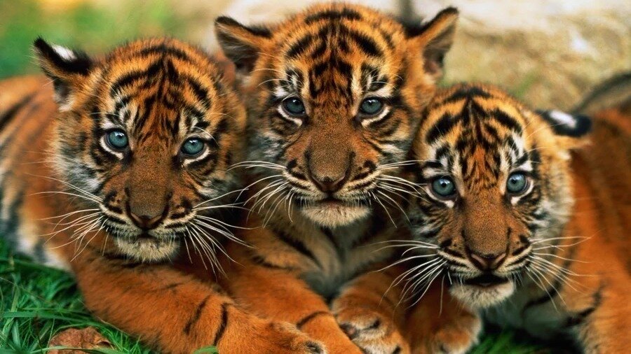 Petition · Save African Tigers - Protecting an Endangered Species ...