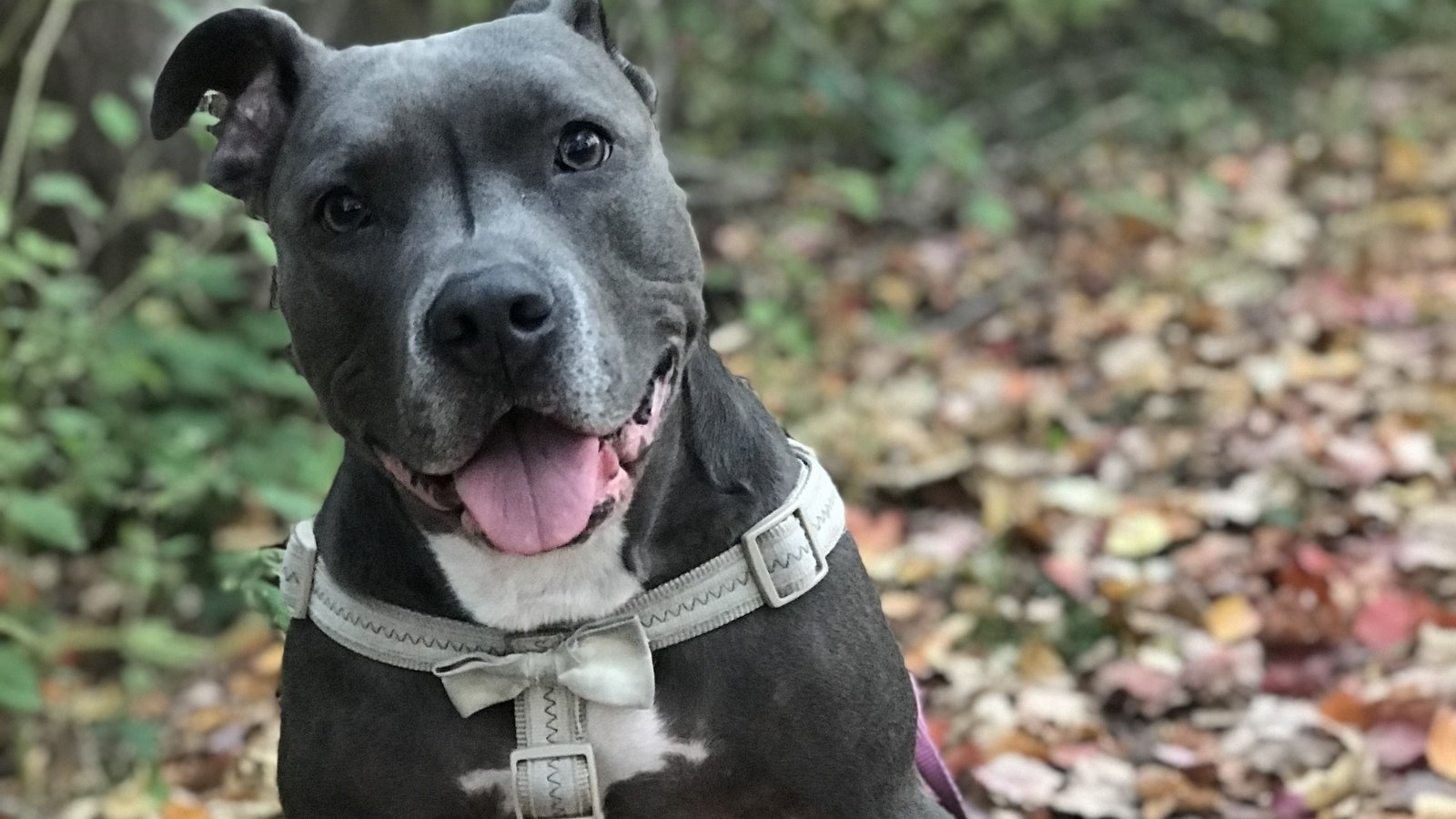 Petition · I want to help save Pit Bulls in Lowell. - Lowell, United ...