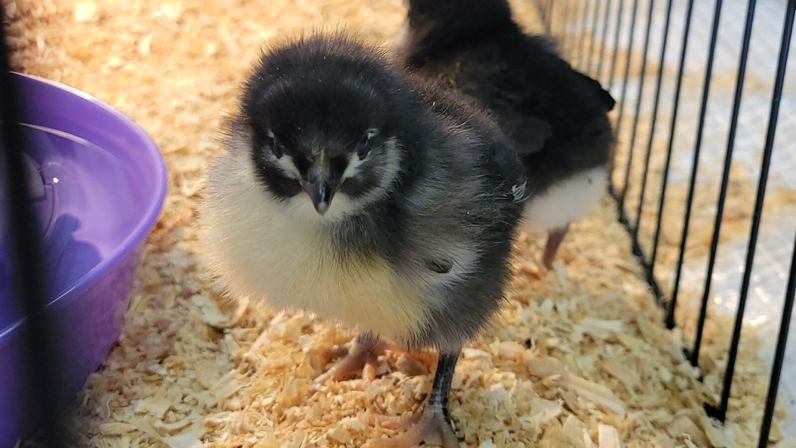 Petition · Lower property size restrictions for keeping chickens - West ...