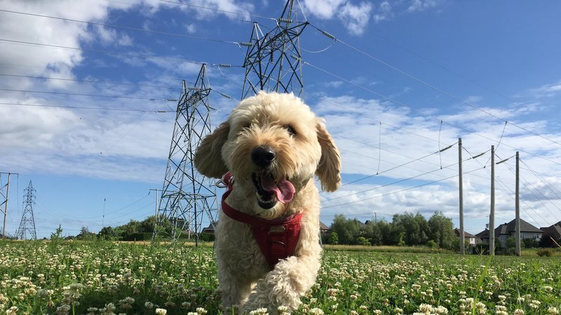 Pétition · Ville de Chambly: Parc à chien • Josephte-Châtelain · Change.org