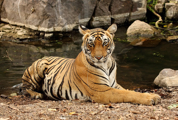 Petition · Save The tiger - India · Change.org