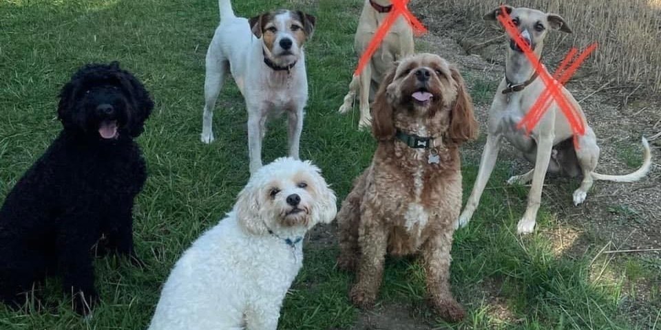 Petition · Allow professional dog walkers/owners/show persons to walk 6 ...