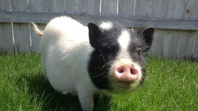 Petition · Help legalize PET mini pigs in the City of New Bedford , MA ...