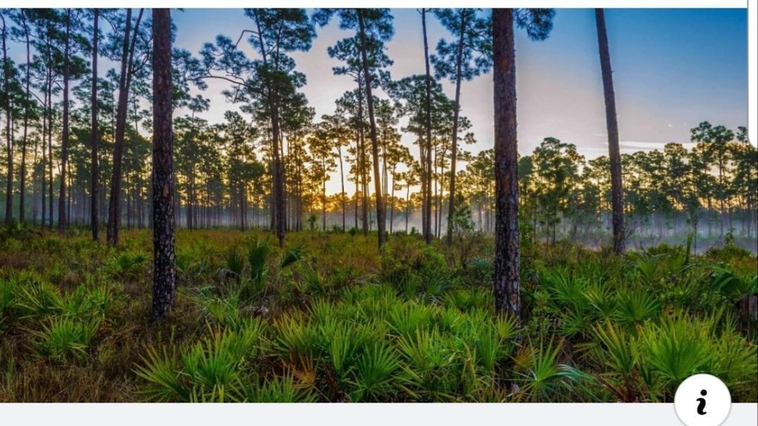 Petition · Rare FL forest home to 20 rare protected species to be ...