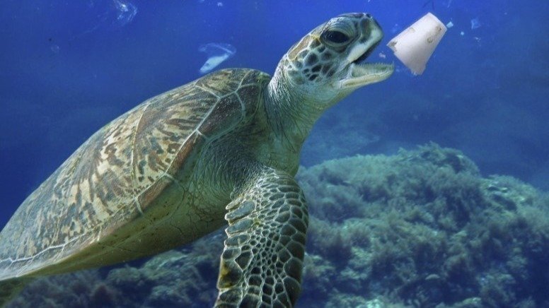 Petition · Ban Styrofoam in Pleasant Hill - Stop it from polluting ...