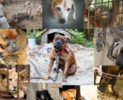 Petition · Obtain Justice for Animals Now! - Canada · Change.org